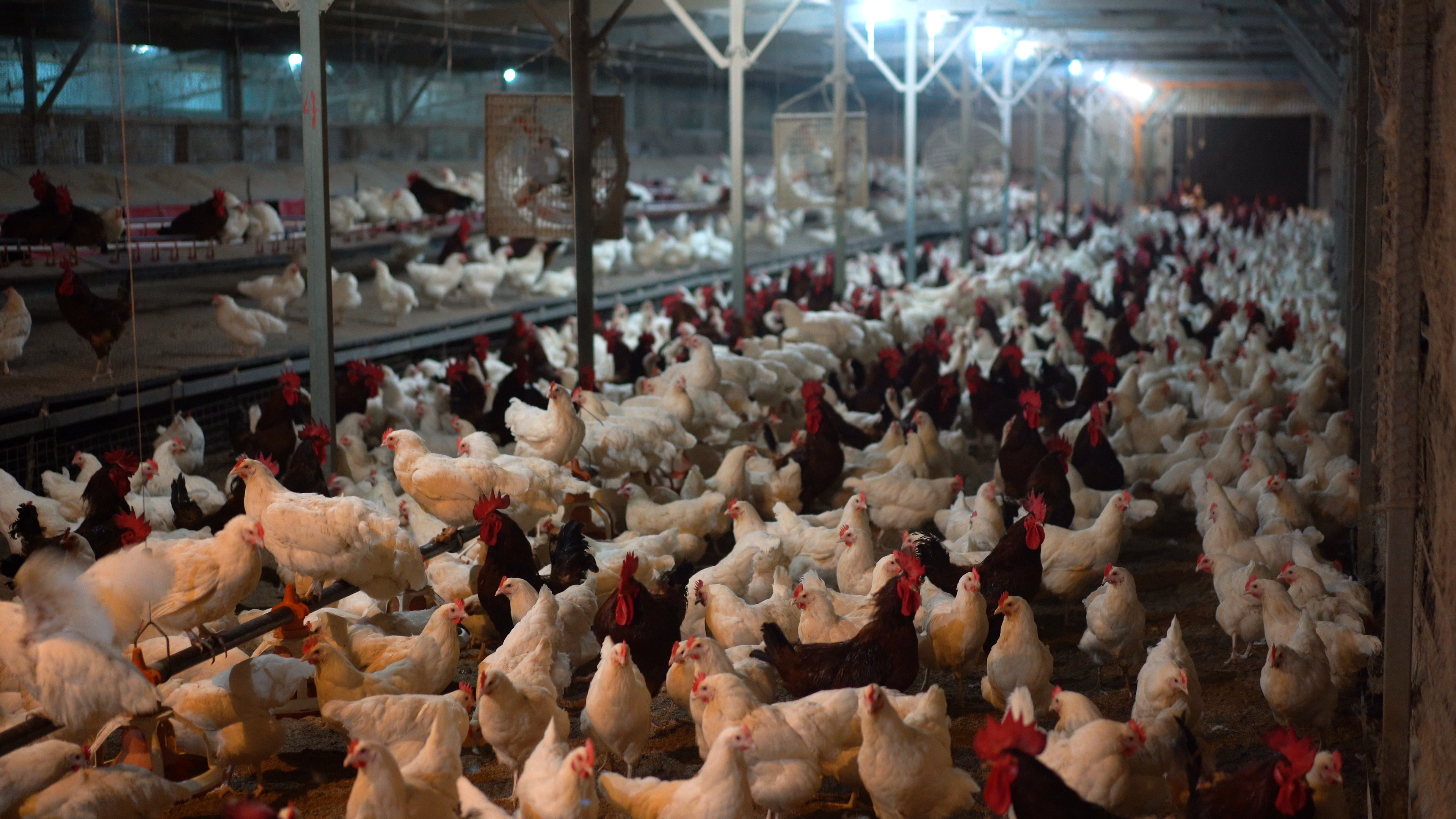 Stop Factory Farming – AnimalKIND