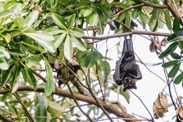 Protect The Flying Foxes – AnimalKIND