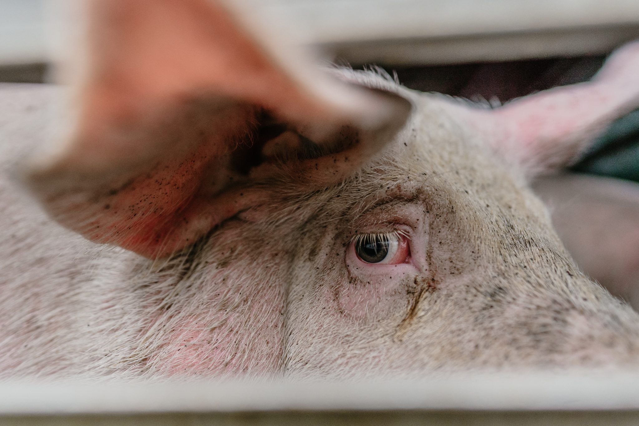 Stop Factory Farming – AnimalKIND