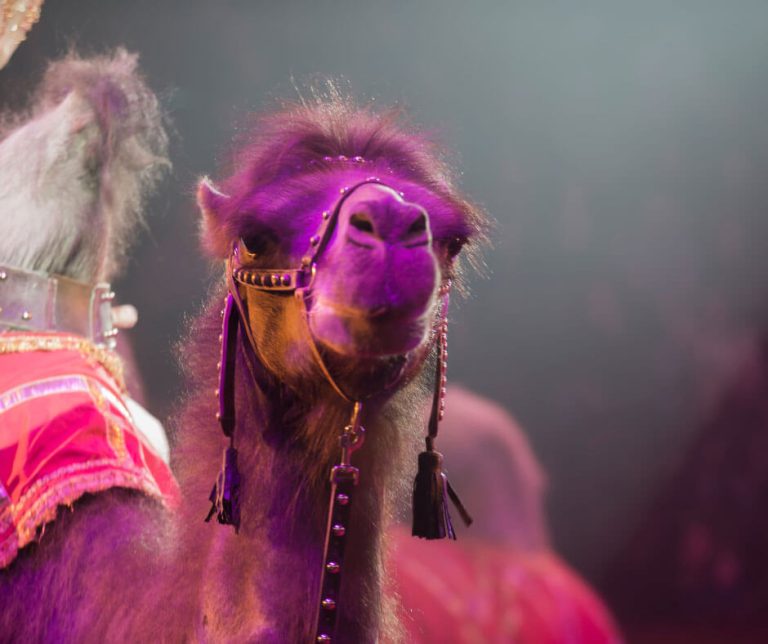 Ban Animal Circuses – AnimalKIND