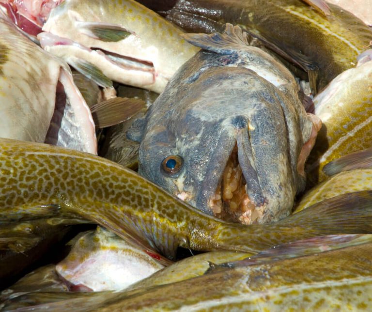 Learn About The Plight of Marine Animals – AnimalKIND