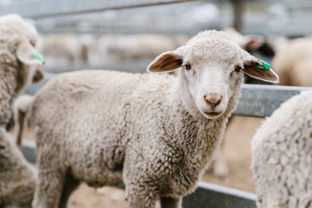 Learn About the Sheep Industry – AnimalKIND