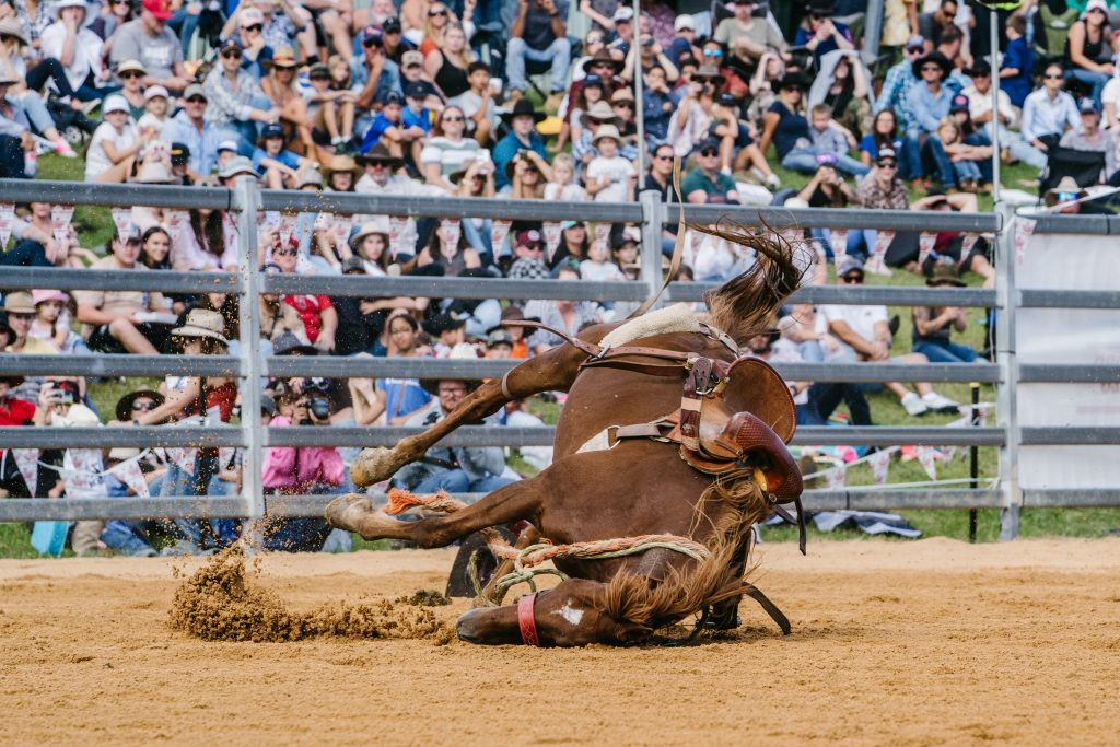 Rethink Rodeos – AnimalKIND