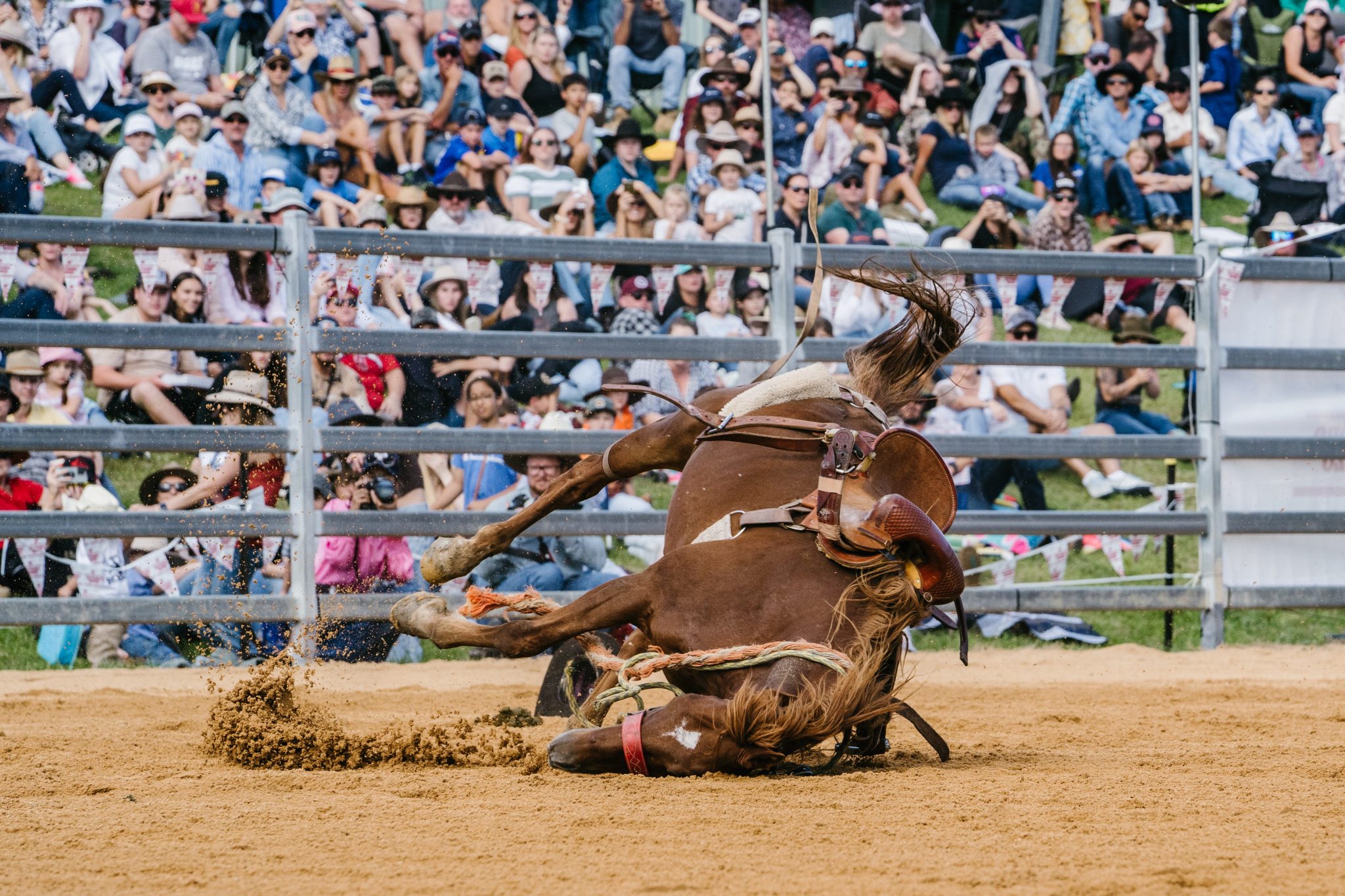 Rethink Rodeos – AnimalKIND