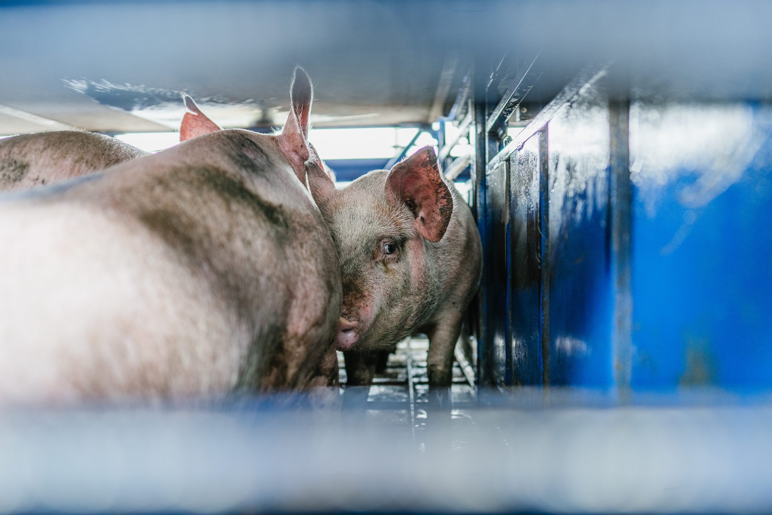 Say no to Australia’s largest piggery expansion – AnimalKIND