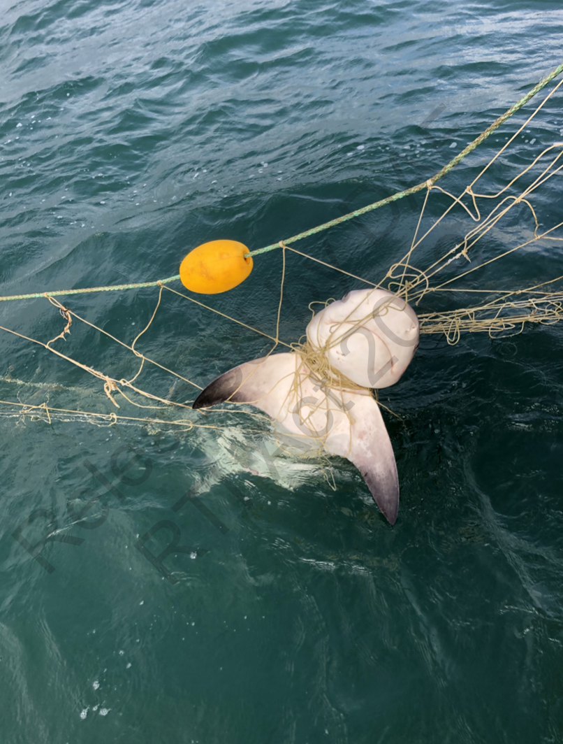 Queensland Government Expands Controversial Shark Culling Program ...
