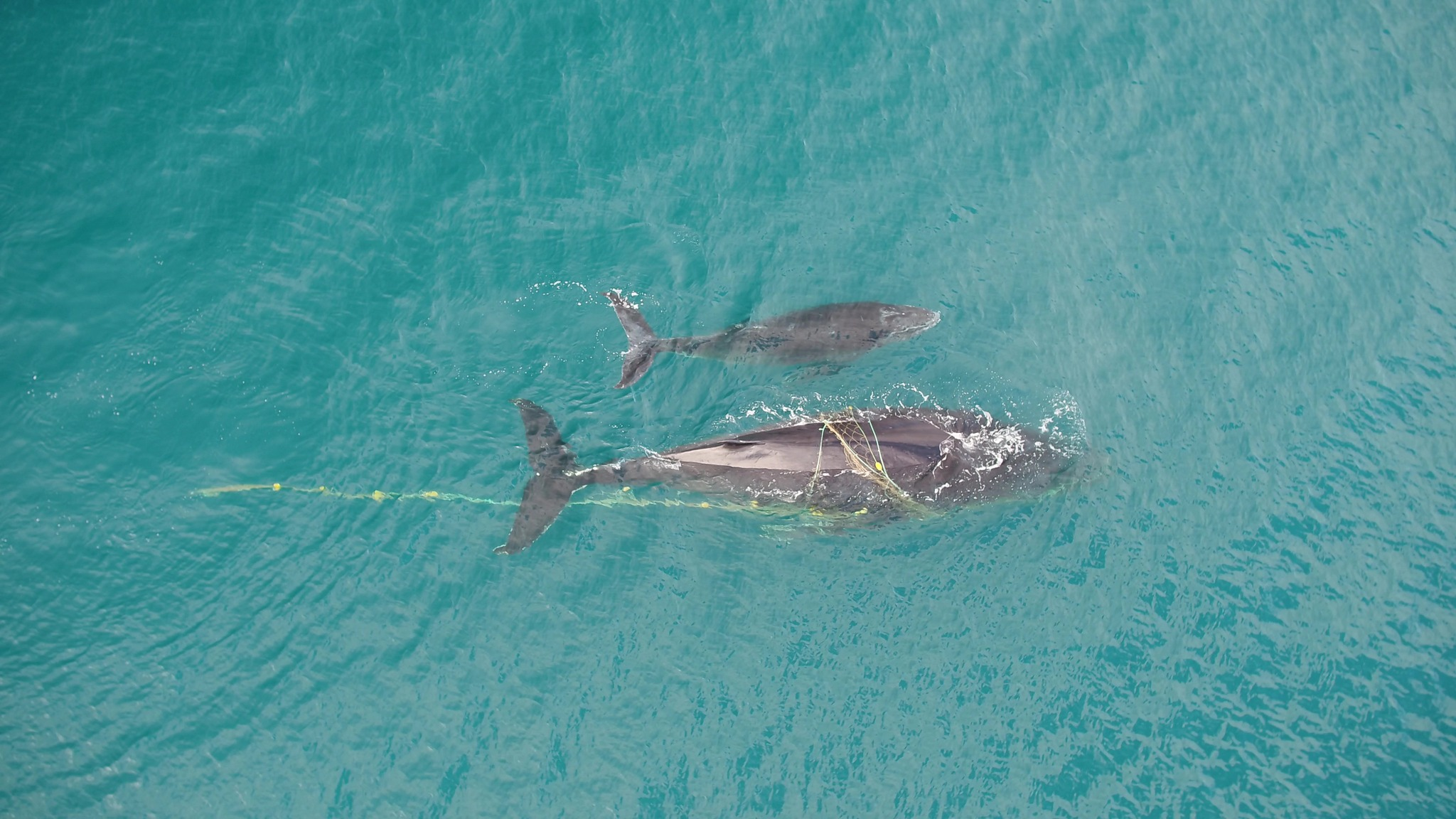 Queensland Government Expands Controversial Shark Culling Program ...